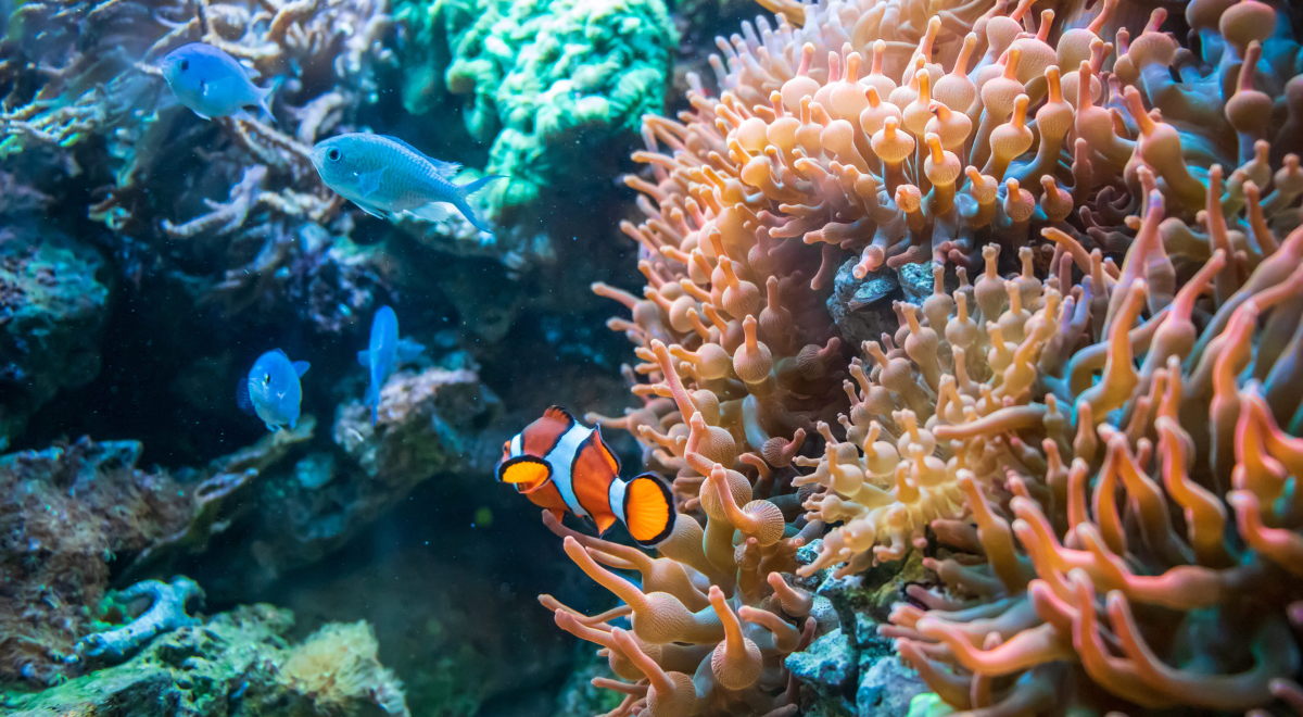 Proyecto busca devolverle la vida a los arrecifes usando Inteligencia ...