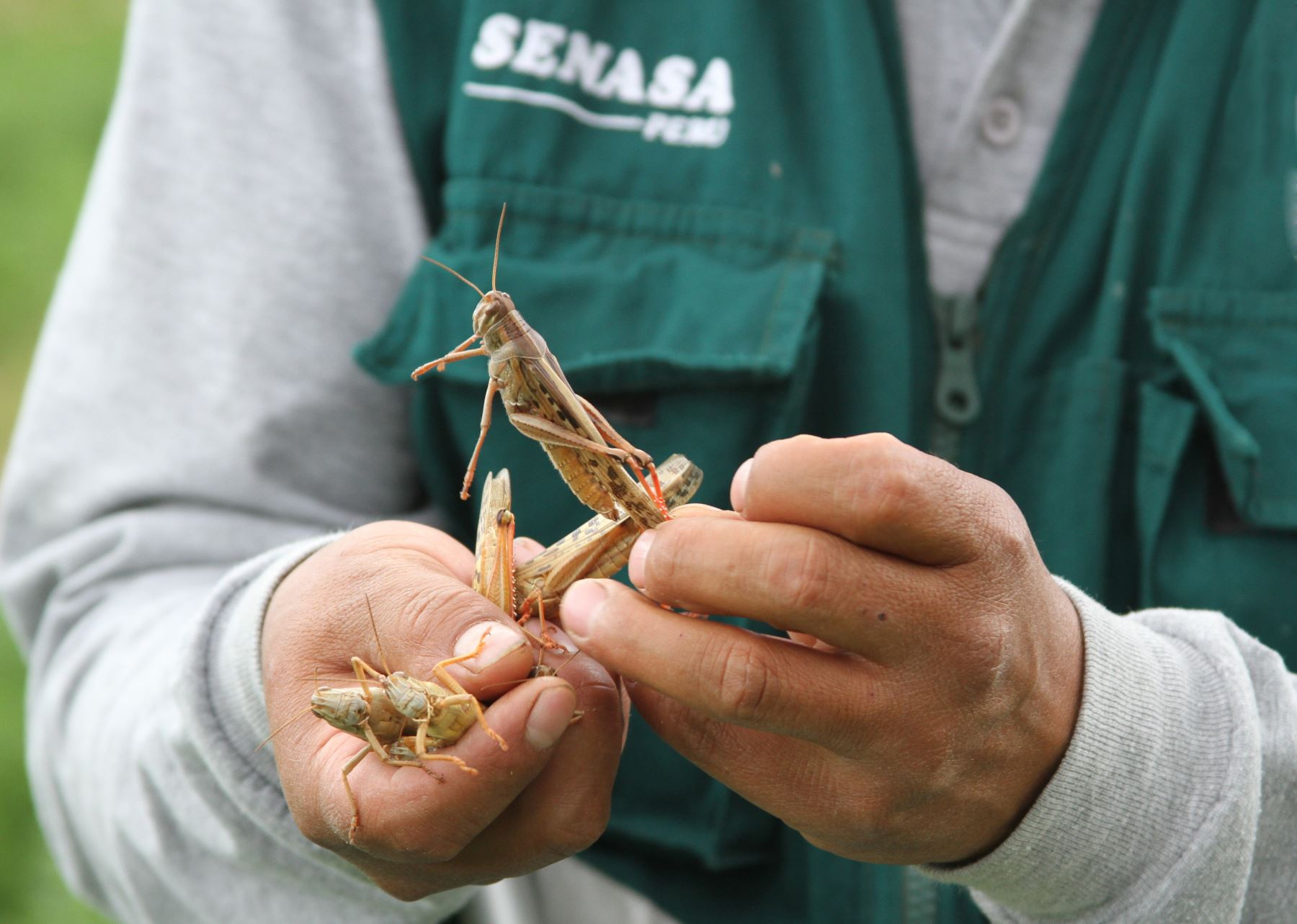 El Niño: Plaga de insectos puede golpear distintas zonas del país