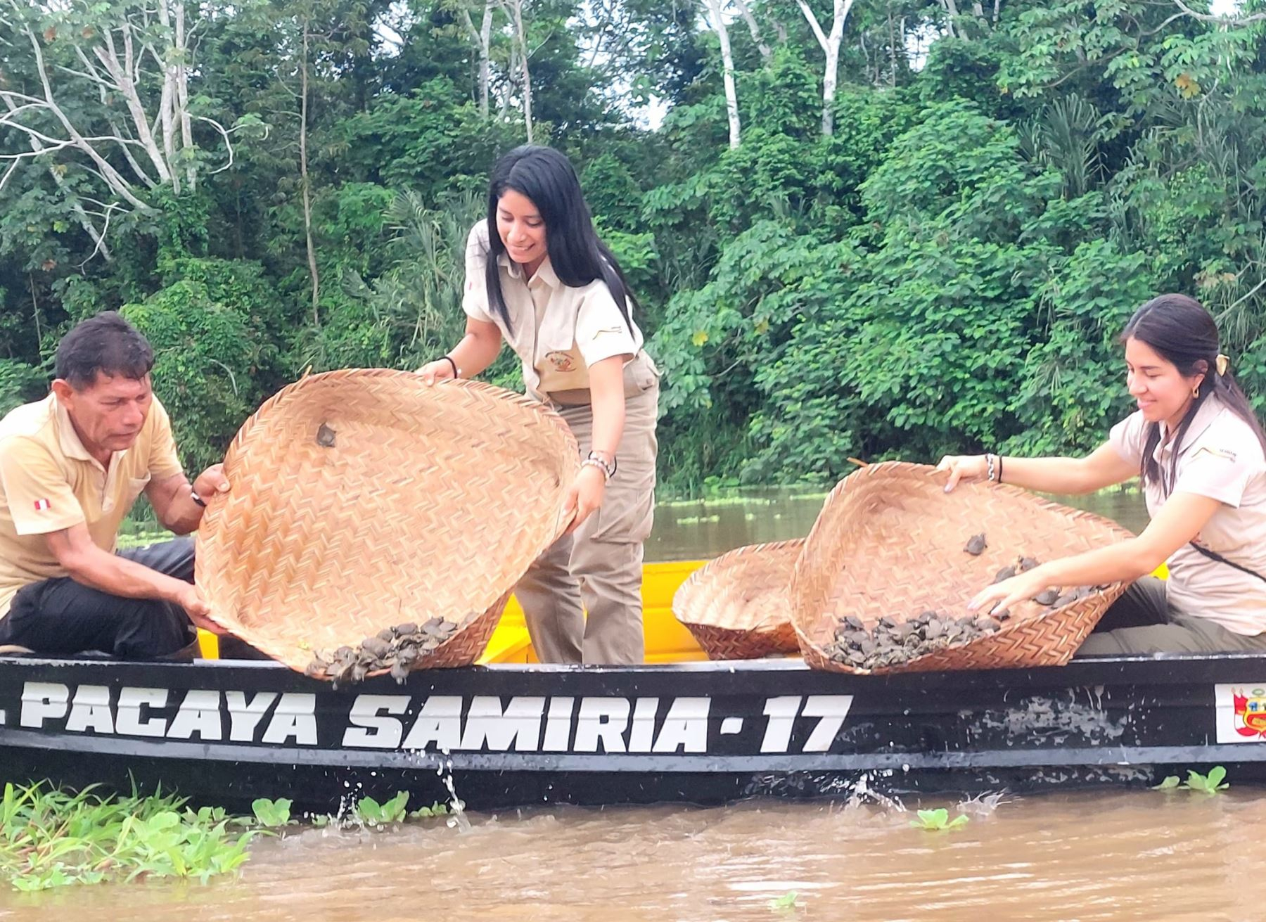 Más de 10,000 crías de taricaya son liberadas en el Pacaya Samiria