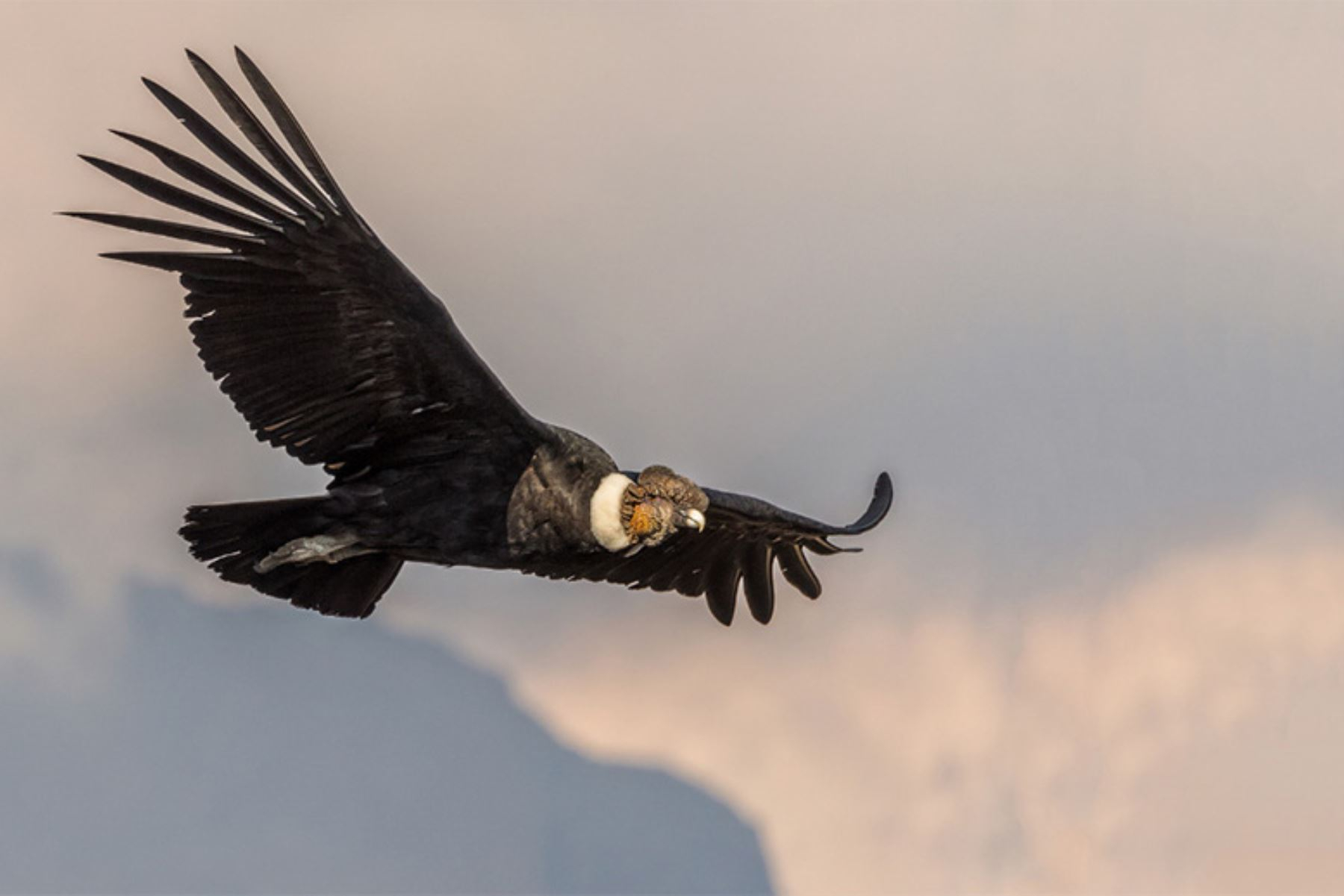 Cóndor peruano y otras aves peruanas en peligro de extinción