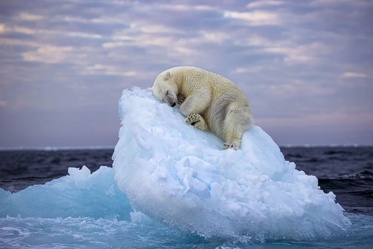 Oso polar duerme en el hielo: La foto más destacada de la naturaleza