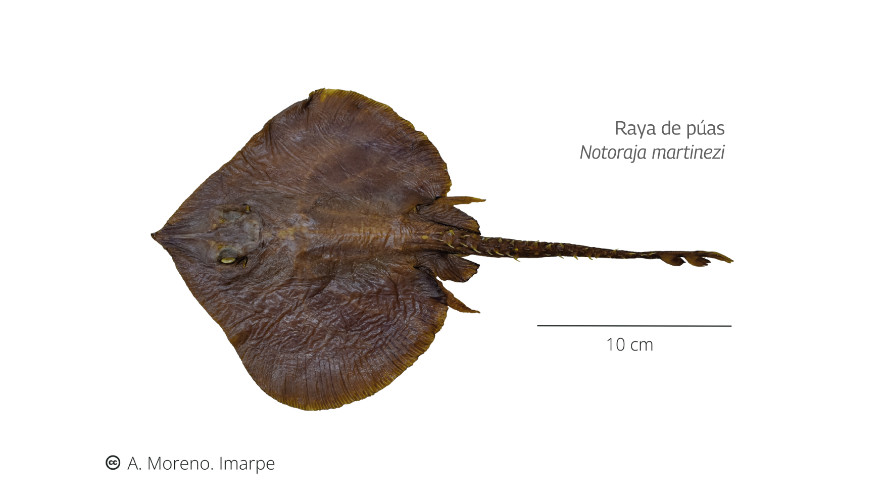 Registran dos nuevas especies de raya en el Perú