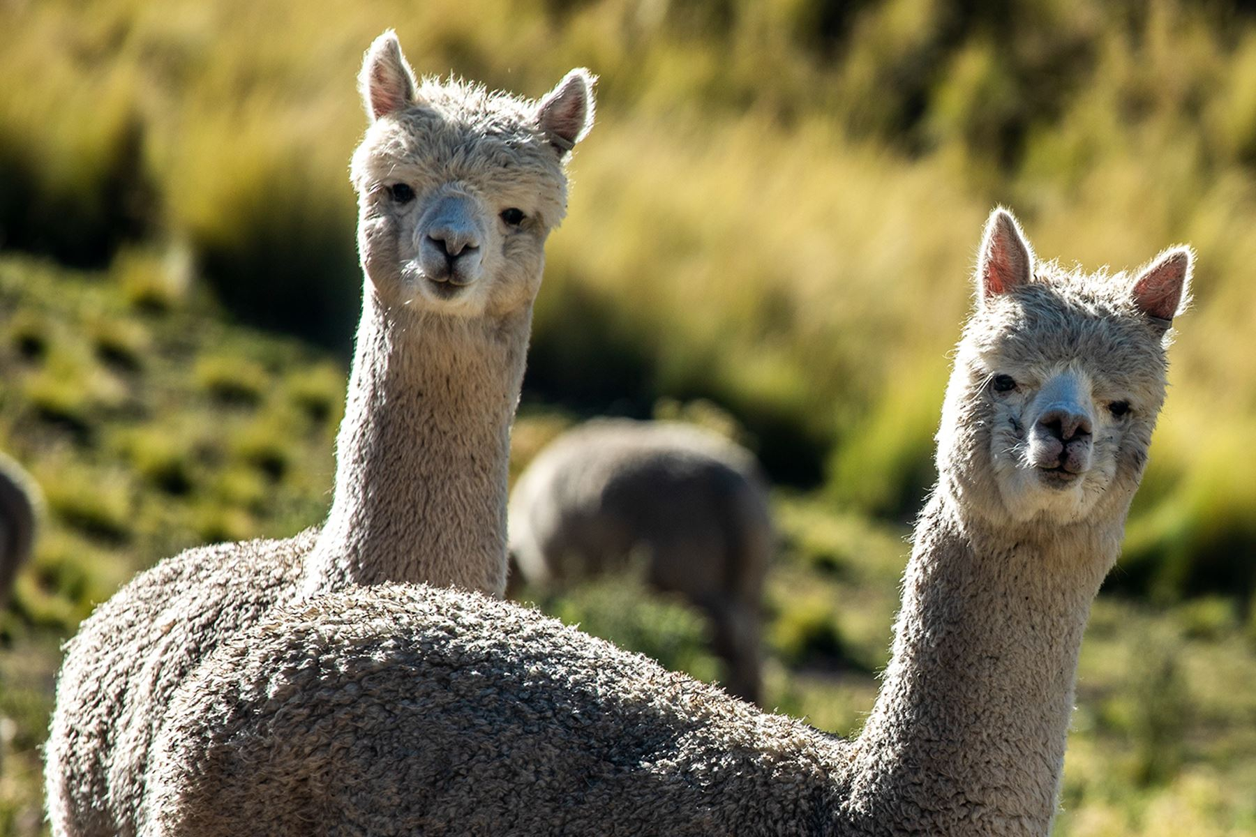 Genética de alpacas es estudiada para mejorar la calidad de su fibra