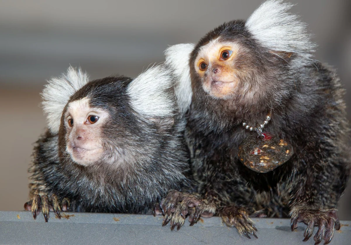 Los monos tití pueden hablarse por sus nombres