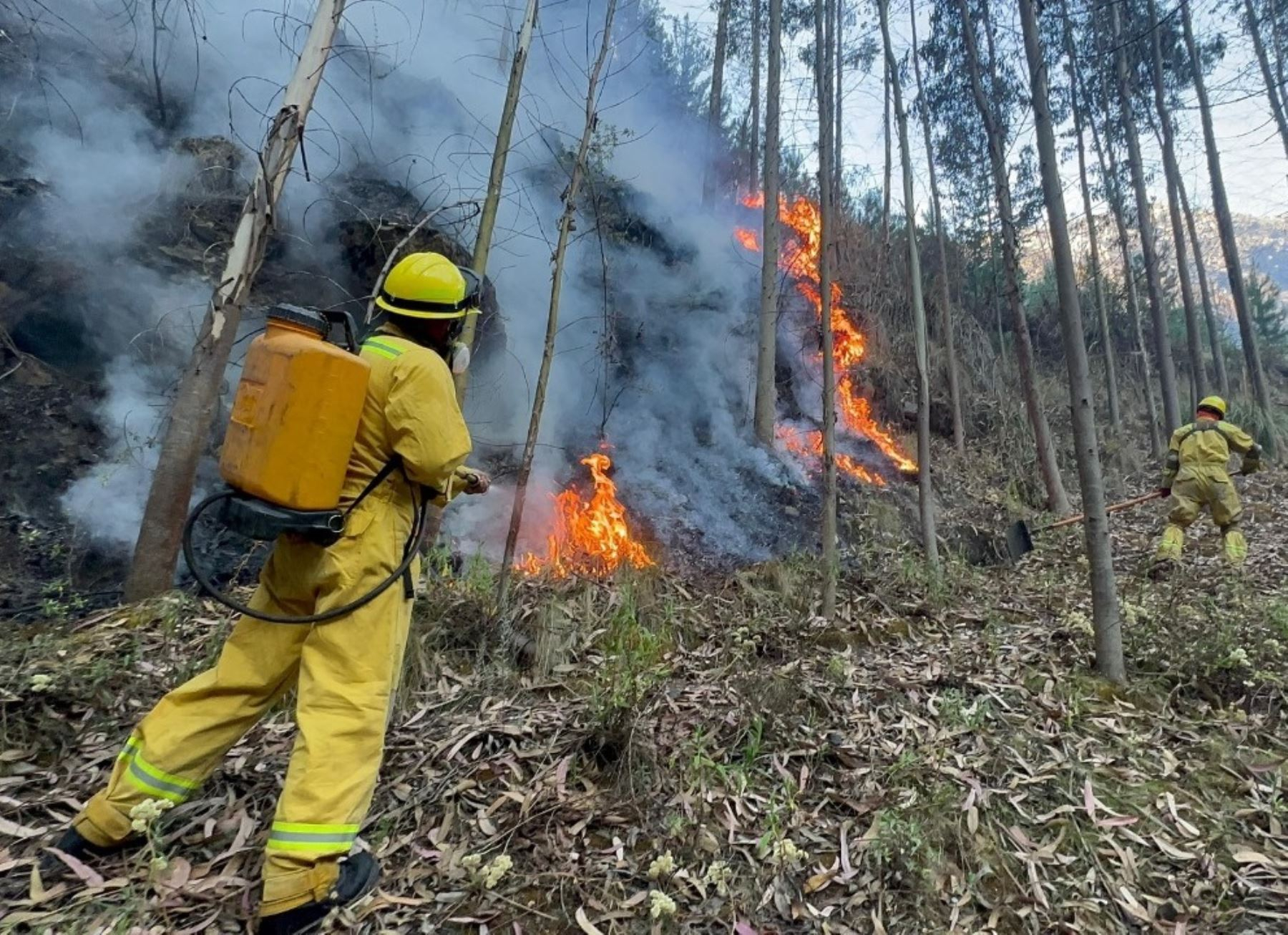 Cuatro regiones del Perú fueron afectadas por incendio forestales