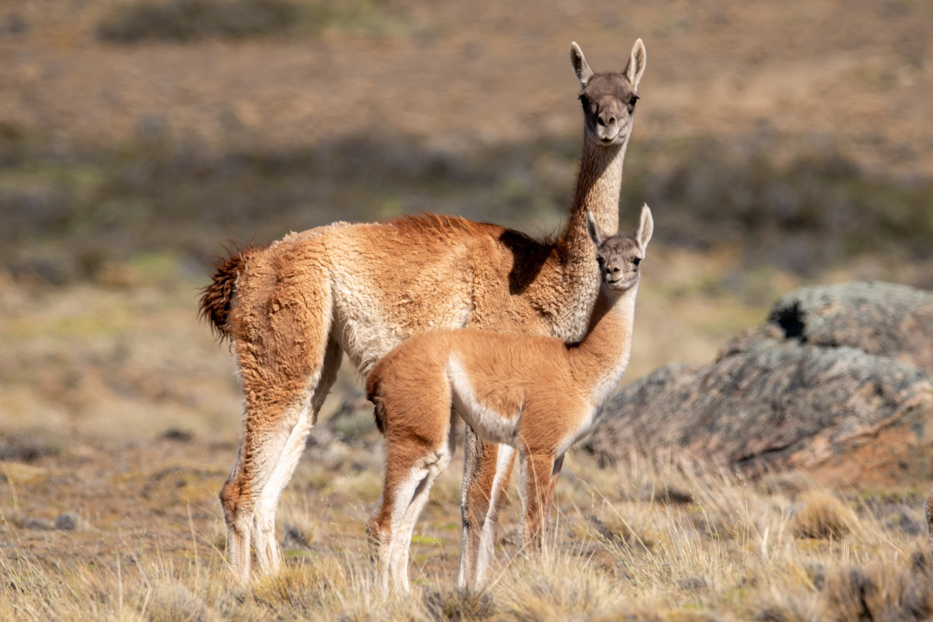 Aumenta número de guanacos en la Reserva Nacional de Calipuy
