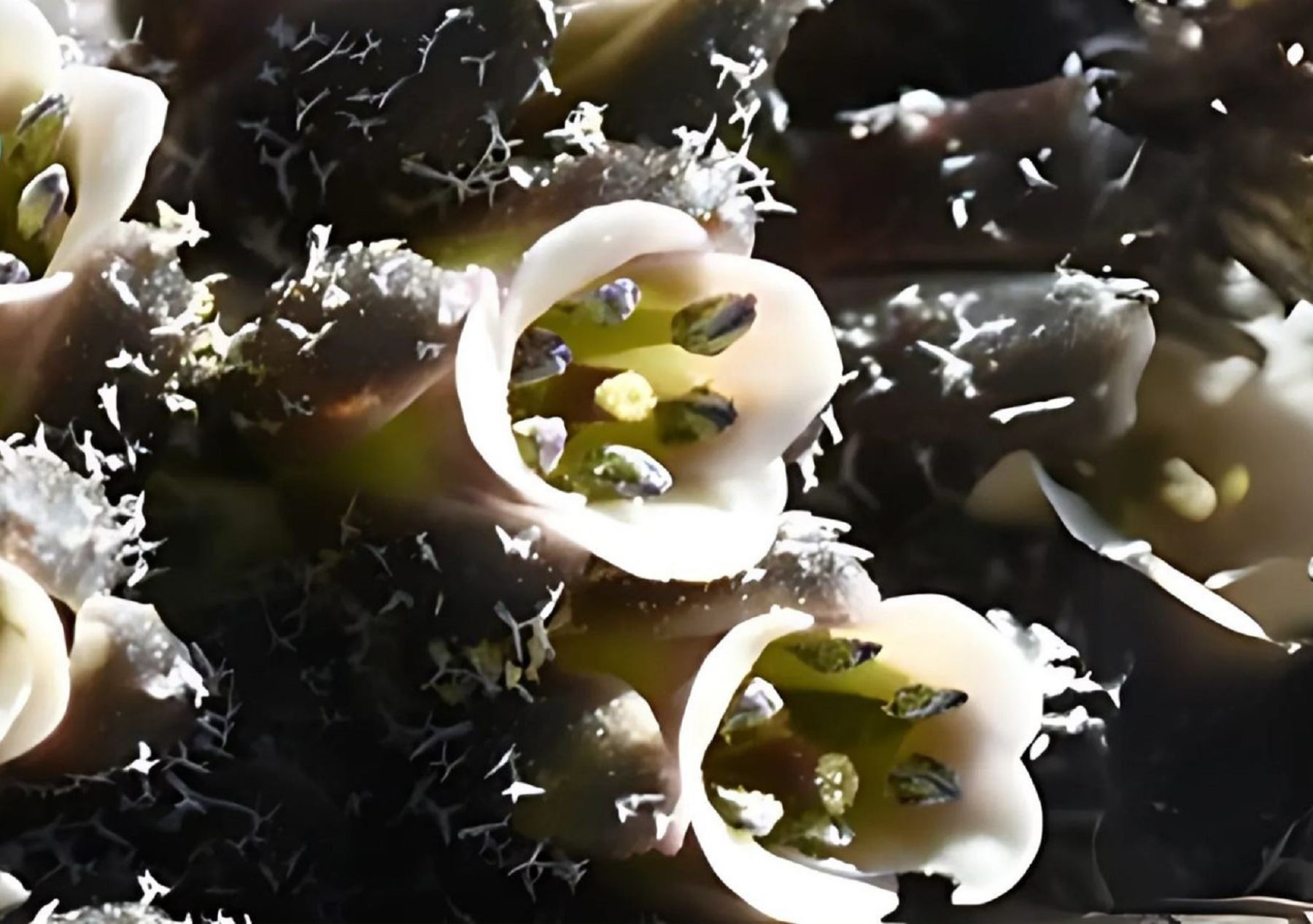 Hallan nueva especie de planta en cordillera de Chonta