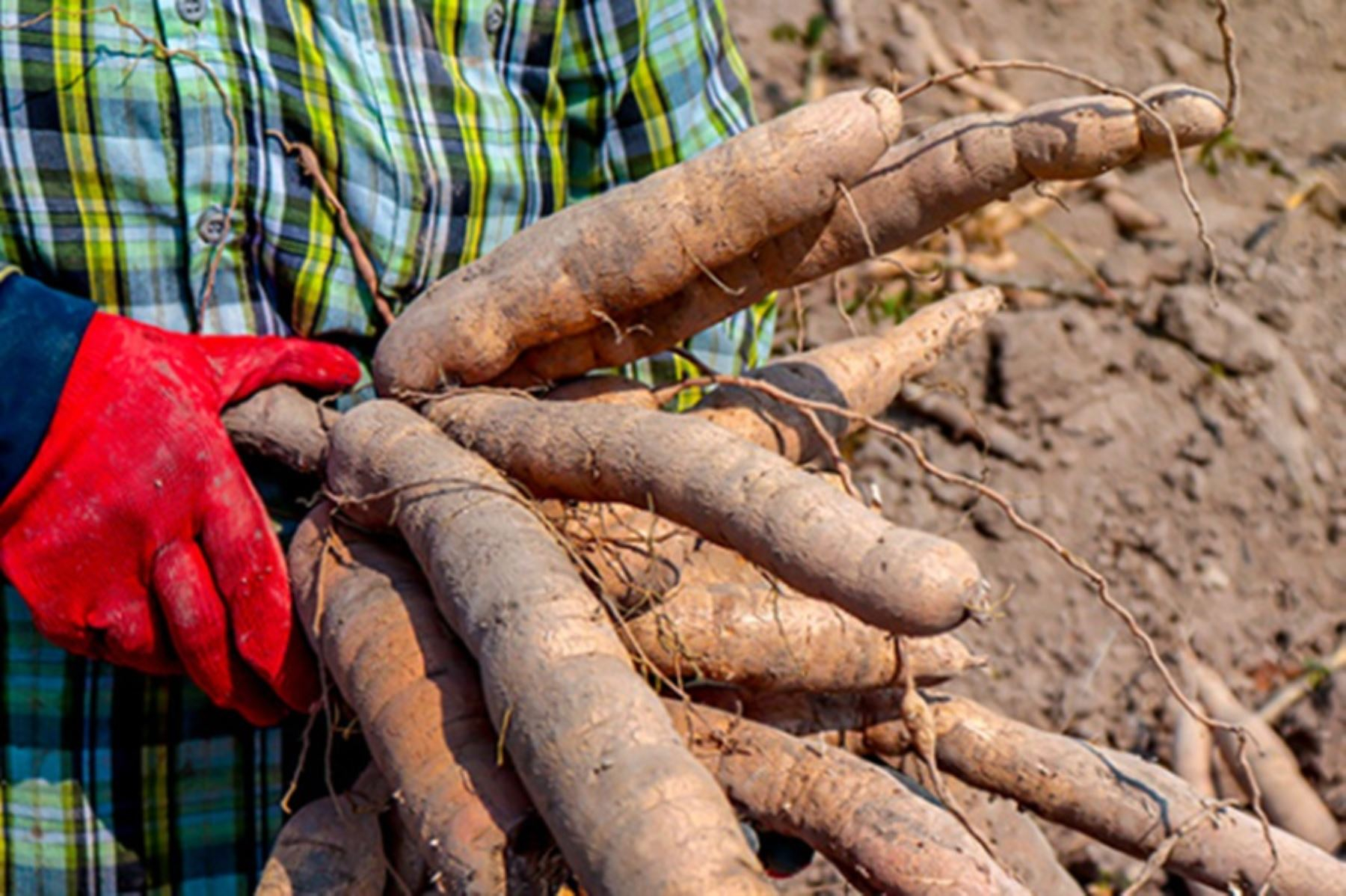 Investigación busca asegurar conservación de la yuca en el Perú