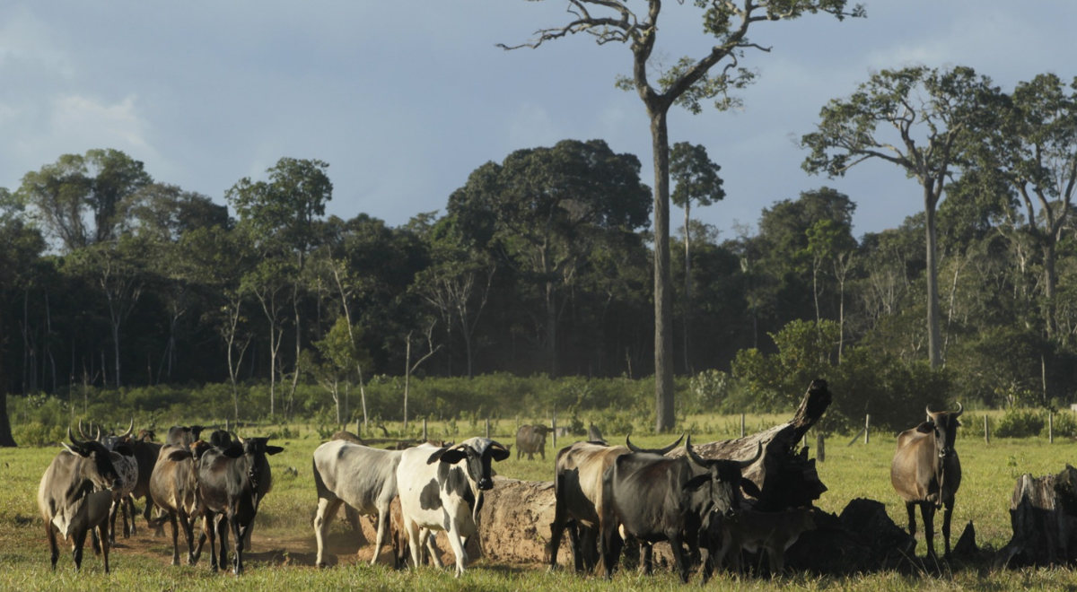 Familias transforman la ganadería para proteger la biodiversidad